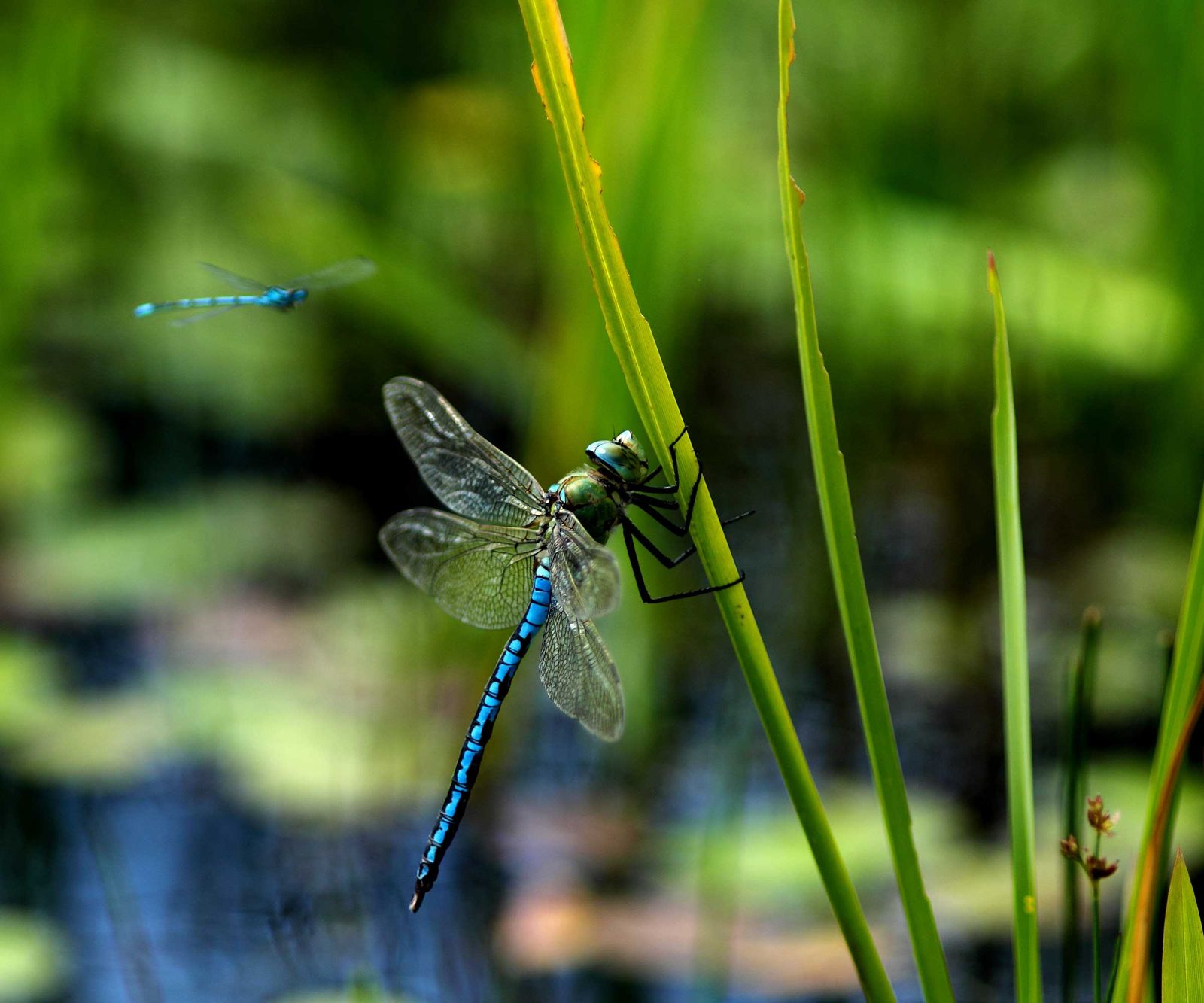 What is a rain garden? Expert ideas for a waterlogged yard | Homes and ...