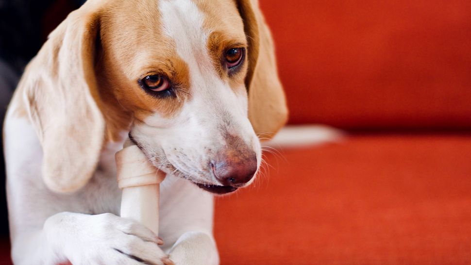 16 ways to keep yourself and your pup safe from a dog attack, according ...