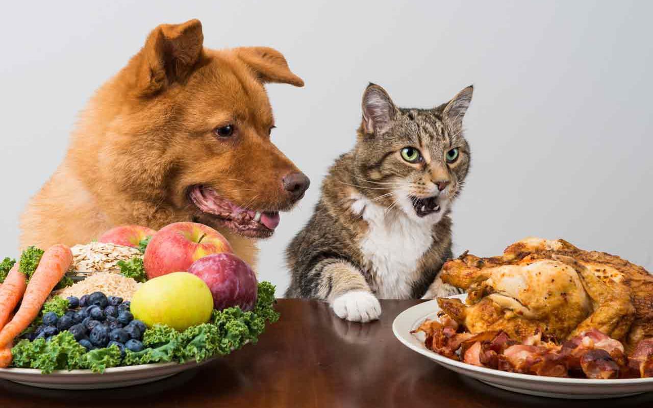 Pet Stocks: The 9 Best 'Purebred' Pet Stocks to Buy | Kiplinger