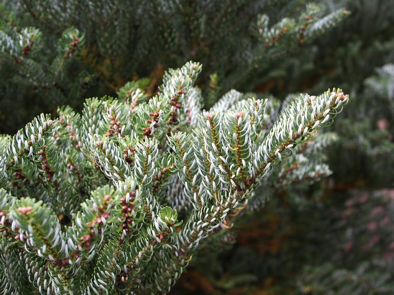 Caring For Korean Fir Trees: How To Grow A Silver Korean Fir Tree ...