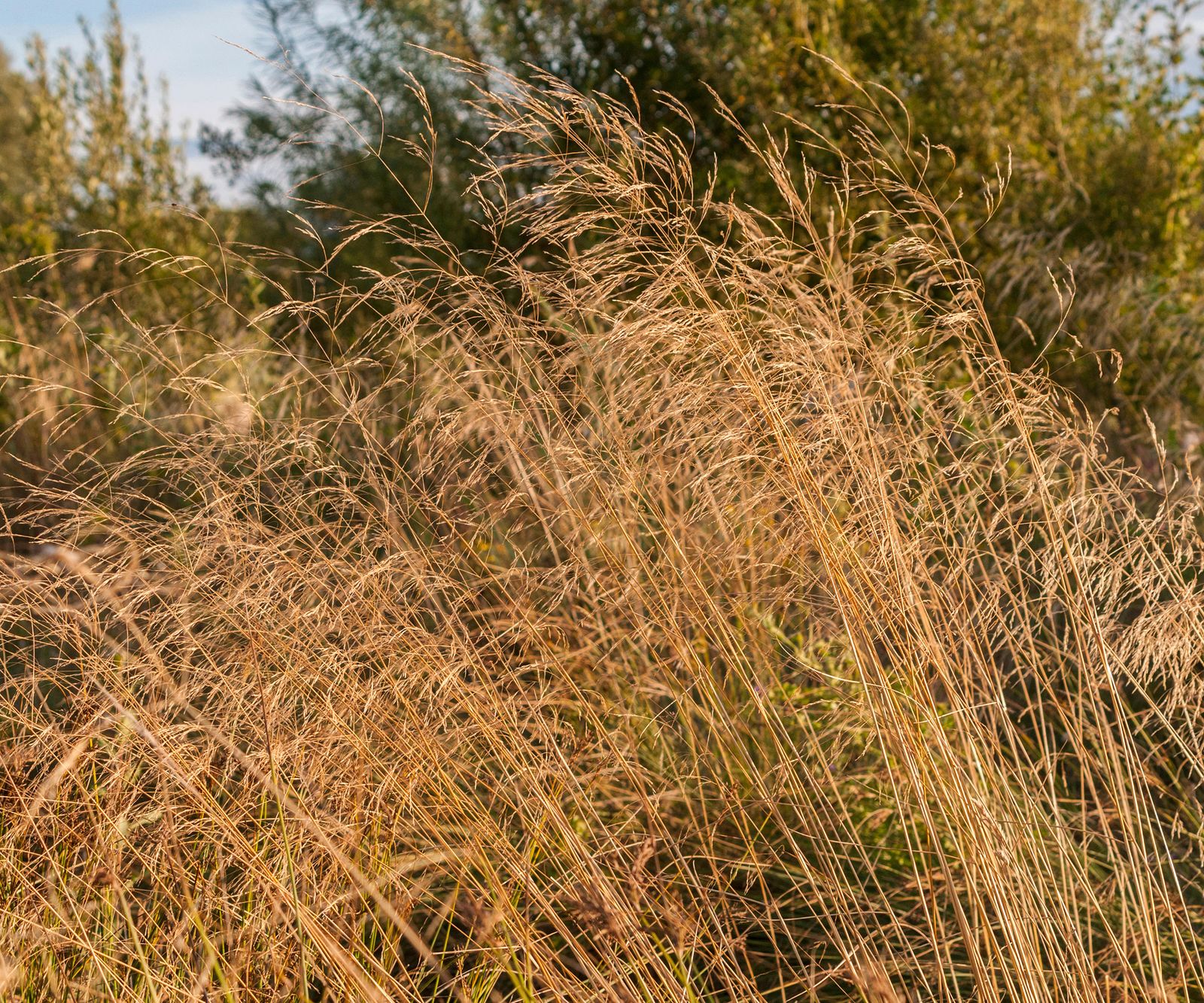 Unique Ornamental Native Grasses For Shape And Movement | Gardening ...