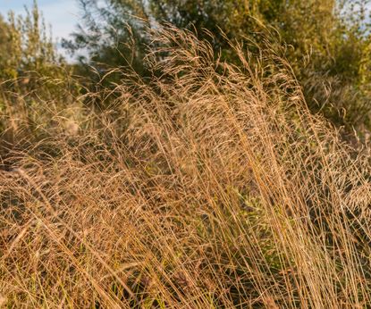 Unique Ornamental Native Grasses For Shape And Movement | Gardening ...