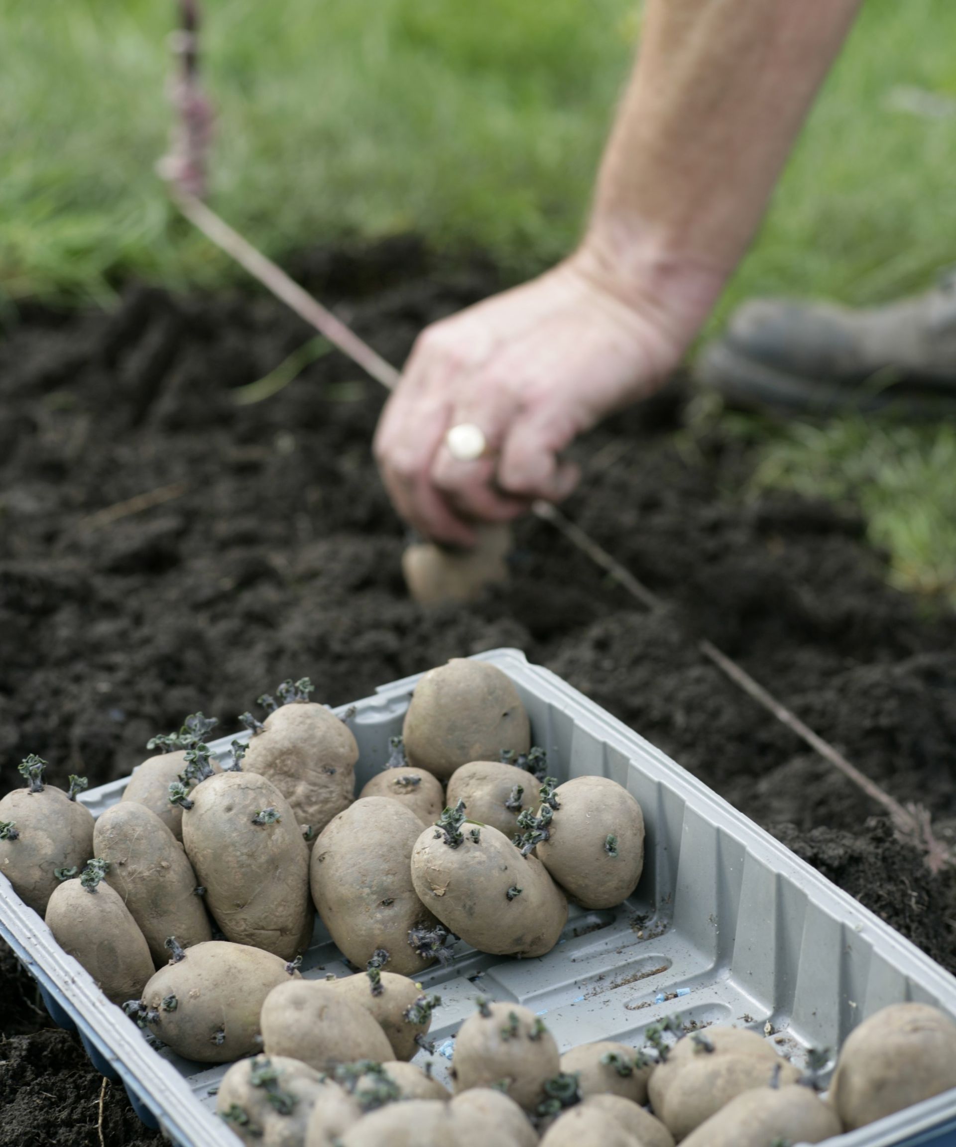 Chitting potatoes: how and why to complete this simple task | Homes and ...