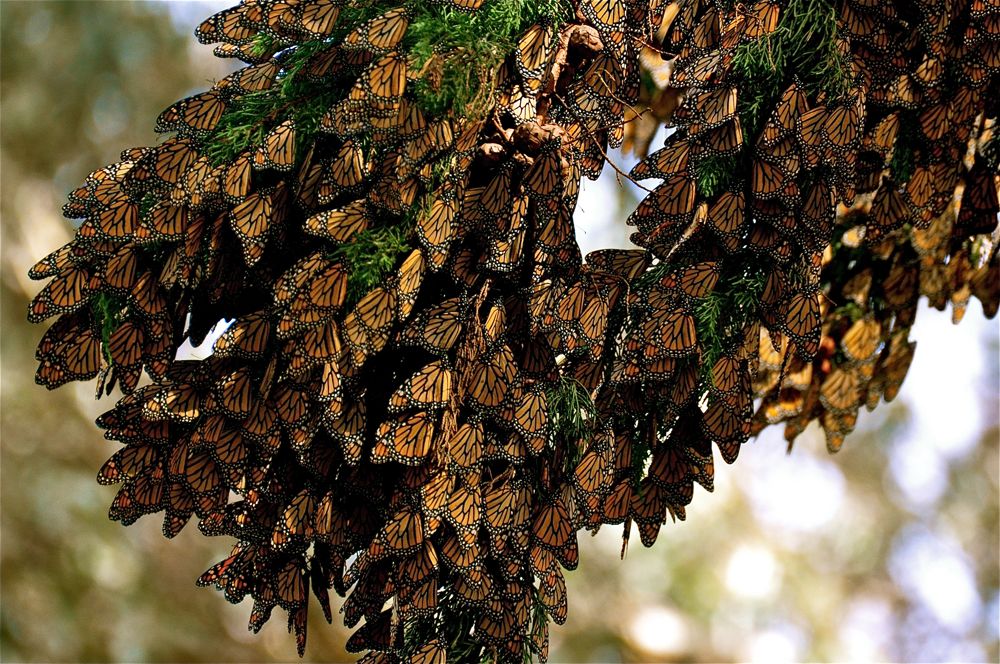 In Photos: The Spectacular Migration of Monarch Butterflies | Live Science