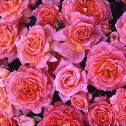 5 best roses for a small garden, according to experts | Ideal Home