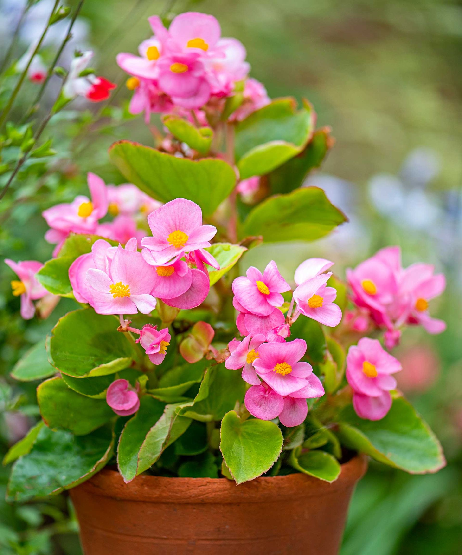 How to propagate begonias: expert tips | Homes and Gardens