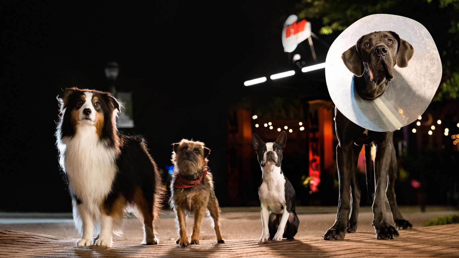 Meet the Strays cast: who voices the dogs in the comedy | What to Watch