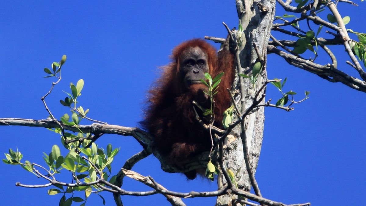 Three surprising reasons human actions threaten endangered primates ...