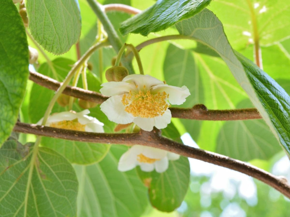 Kiwi Plant Pollination - Is A Kiwi Plant Self-Pollinating | Gardening ...