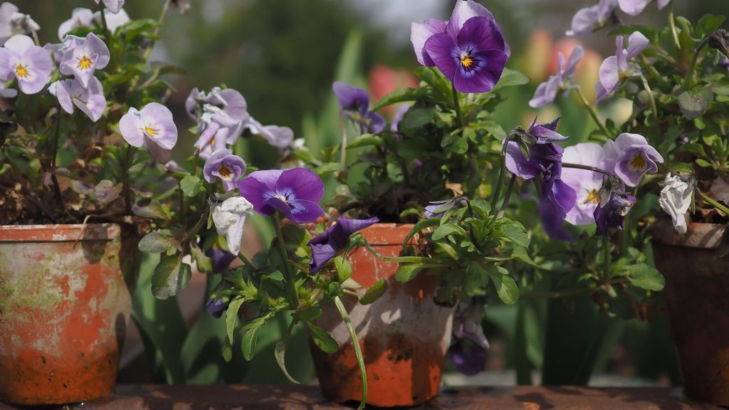 5 plants to plant in September to ensure a blooming backyard | Livingetc