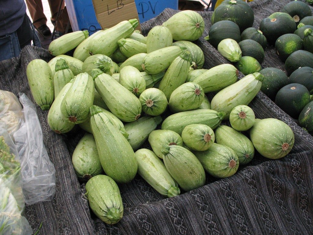 Marrow Squash Care: Learn About Growing Marrow Squash In The Garden ...