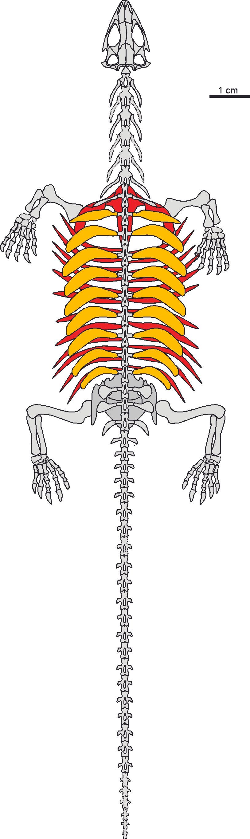 Ancient, Shell-Less Turtle Sported Whiplike Tail | Live Science