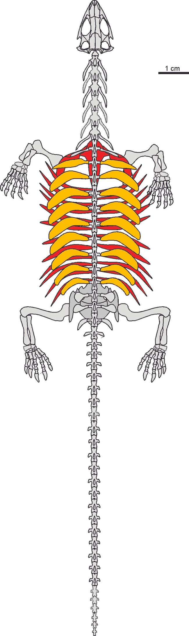 Ancient, Shell-Less Turtle Sported Whiplike Tail | Live Science