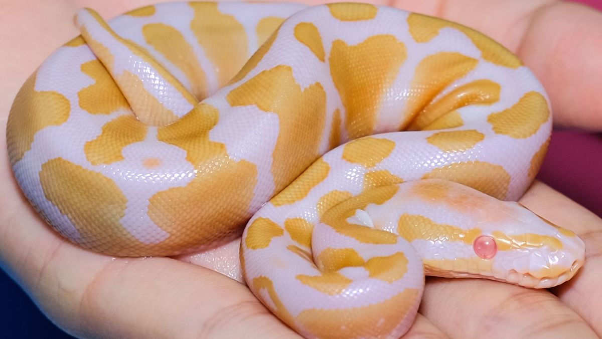 25 of the most expensive pets in the world | PetsRadar