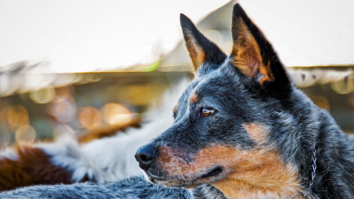 High-maintenance dog breeds: Is your dog a diva? | PetsRadar