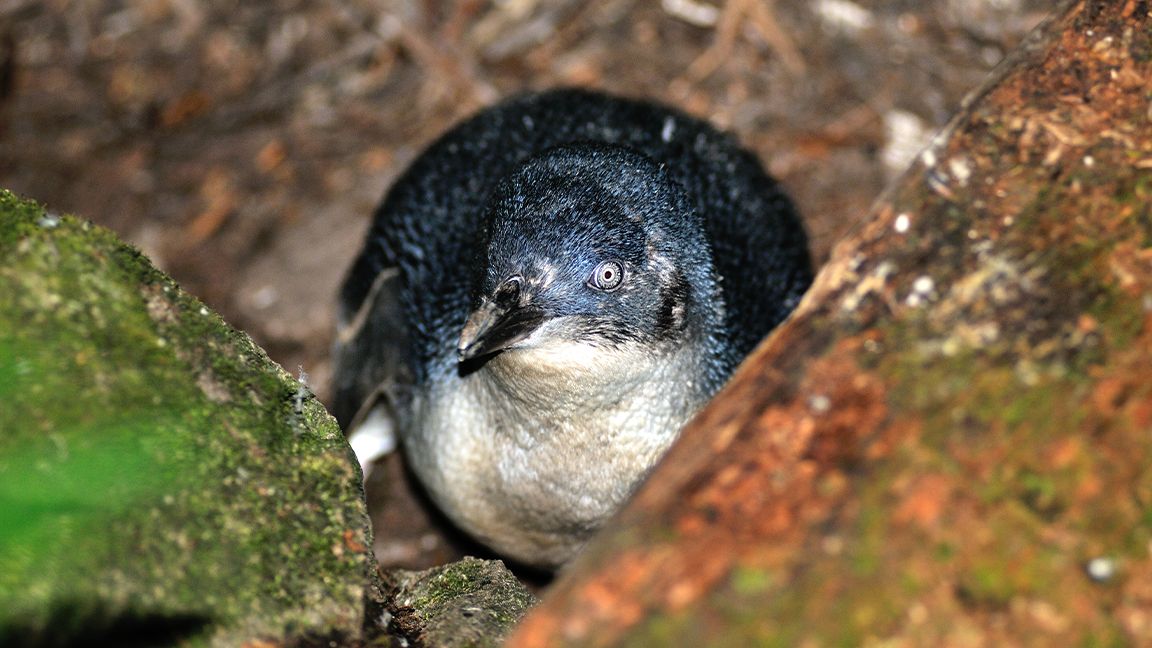 Procreate Dreams tutorial: making a Disney-style 2D animation, by Aaron ...