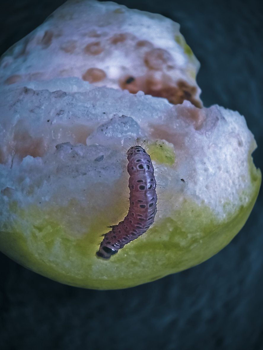 Pest Control For Guava - How To Deter Insects On Guava Trees ...