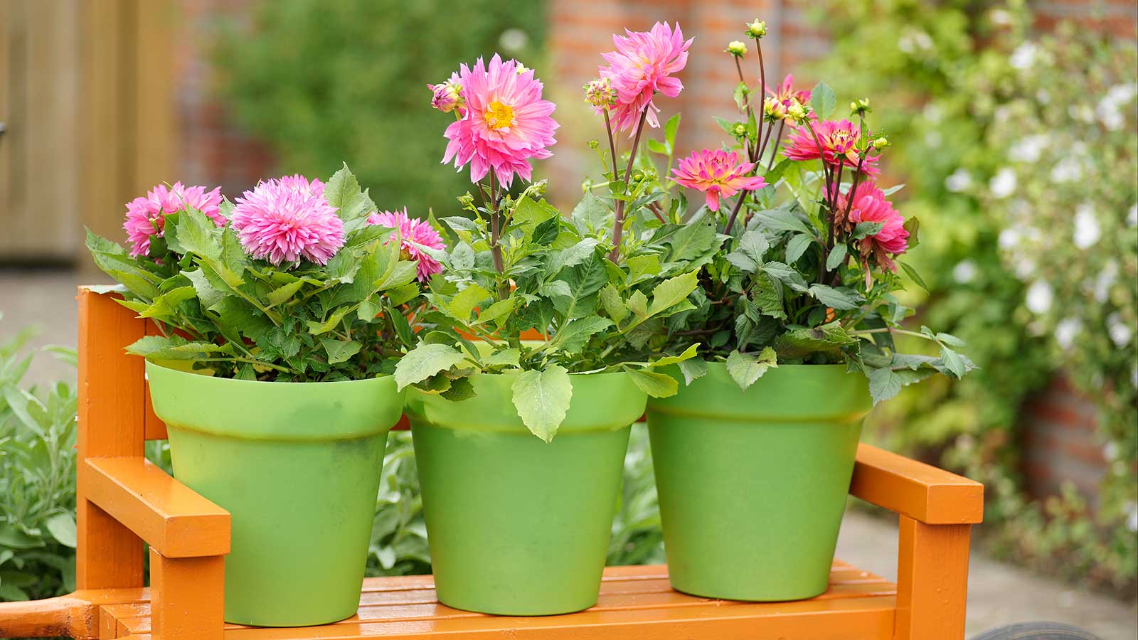 How To Grow Dahlias In Pots Expert Tips On Planting How To Grow Dahlias In Pots Expert Tips On Planting
