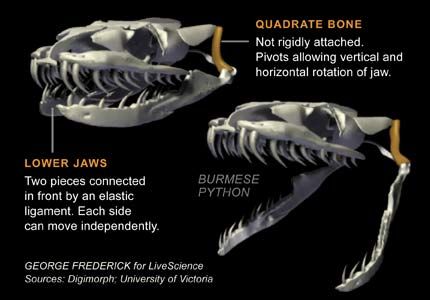 Reptile Death Match: Snake Devours Crocodile (Video) | Live Science