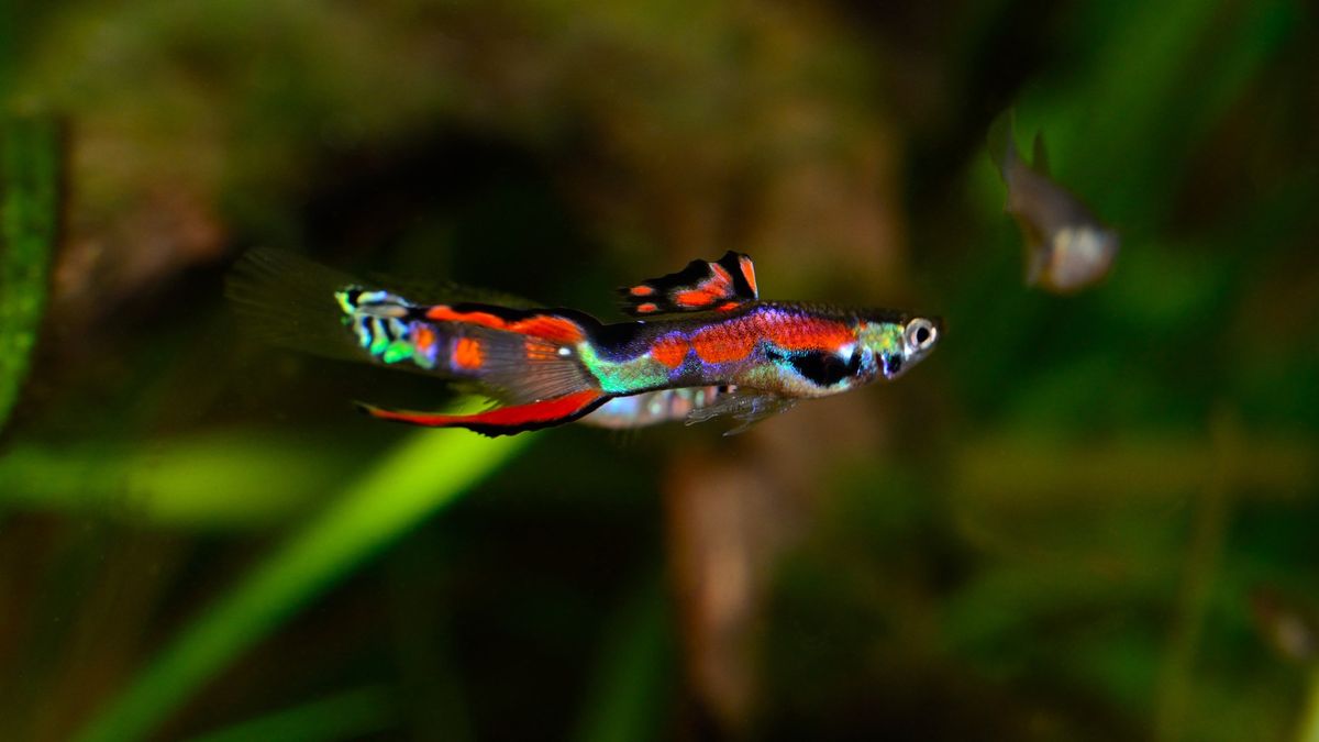10 colorful tropical fish to brighten your tank | PetsRadar
