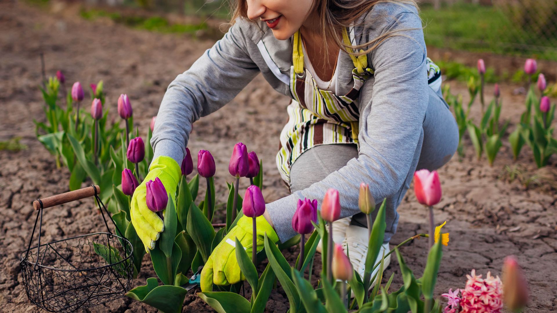 How to keep your cut tulips fresh for longer — try these 5 top tips ...