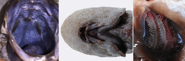 In Photos: 'Faceless' Fish Rediscovered After More Than a Century ...