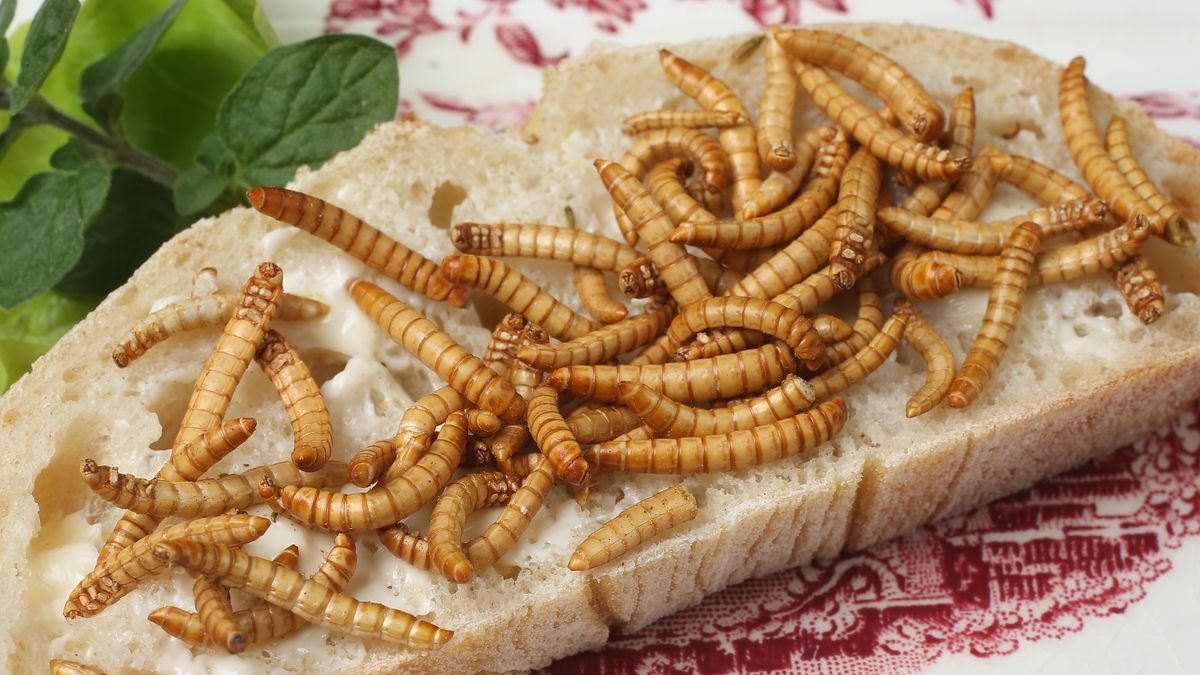EU says it is safe to eat worms | The Week