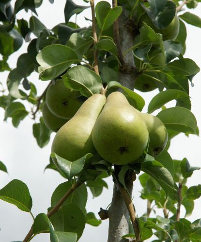 Best fruit trees: 24 varieties for tasty homegrown crops | Gardeningetc