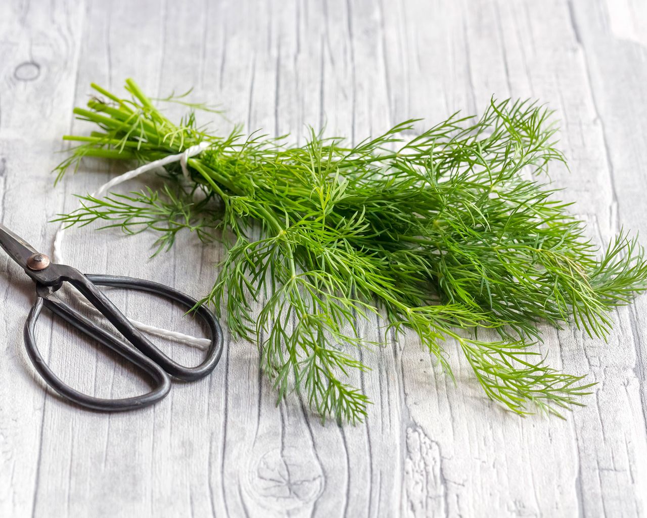 How to grow dill: expert tips for cultivating this tasty herb ...
