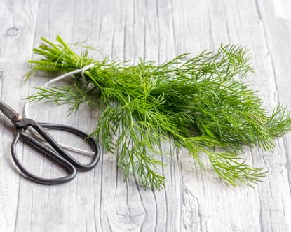 How to grow dill: expert tips for cultivating this tasty herb ...