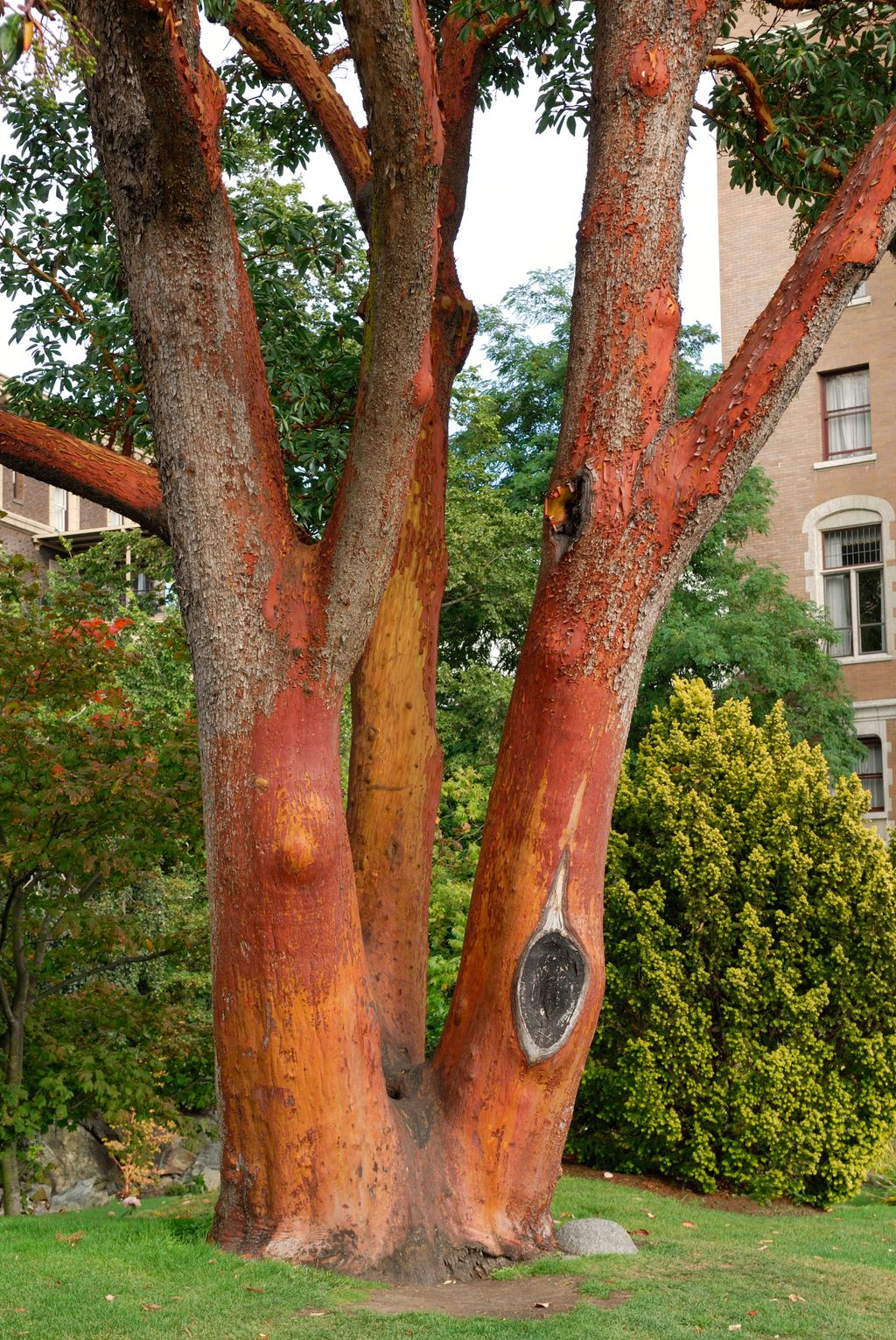 Best trees for front yards - 8 picks for curb appeal | Livingetc