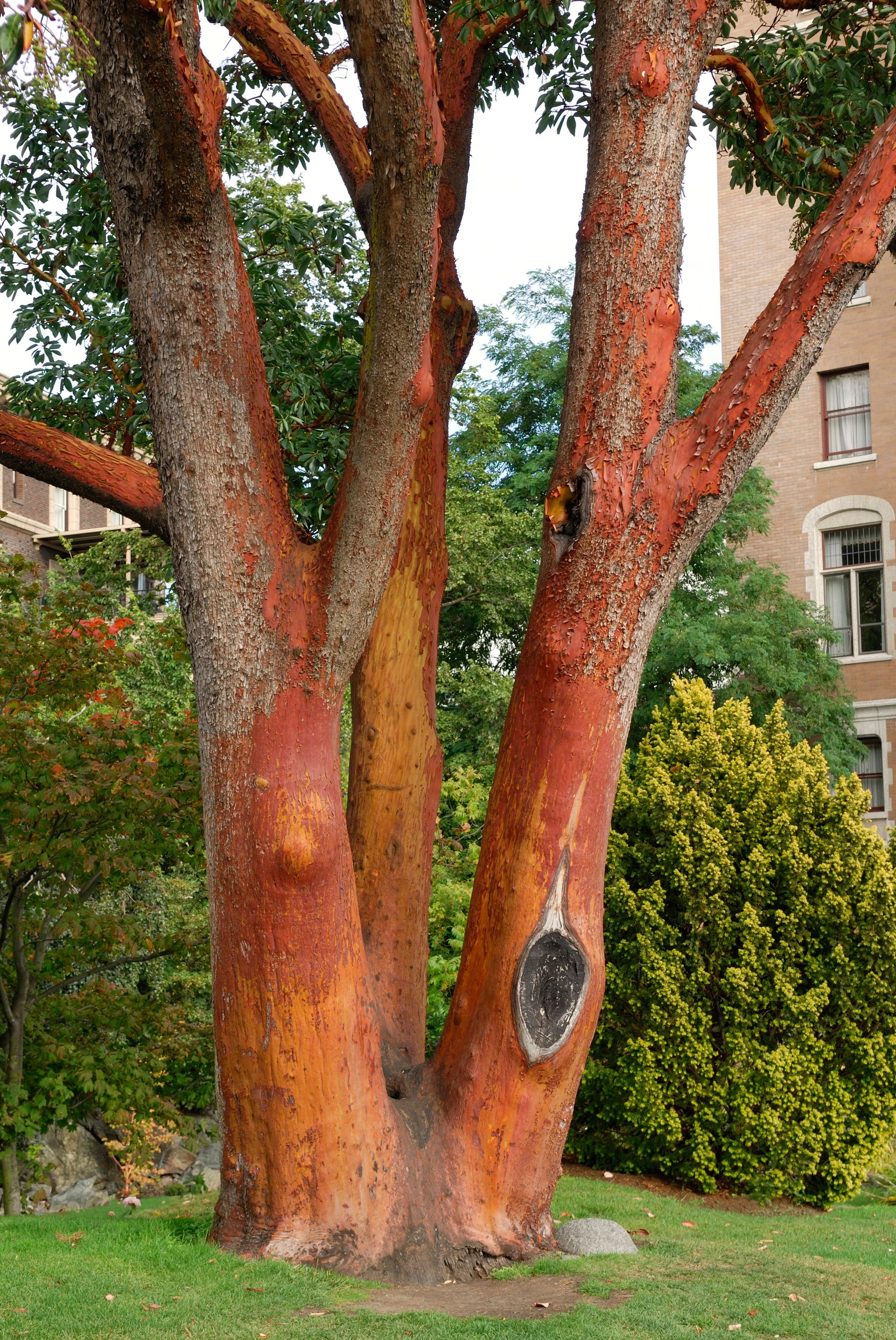 Best trees for front yards - 8 picks for curb appeal | Livingetc