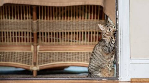 Why does my cat scratch the wall? | PetsRadar