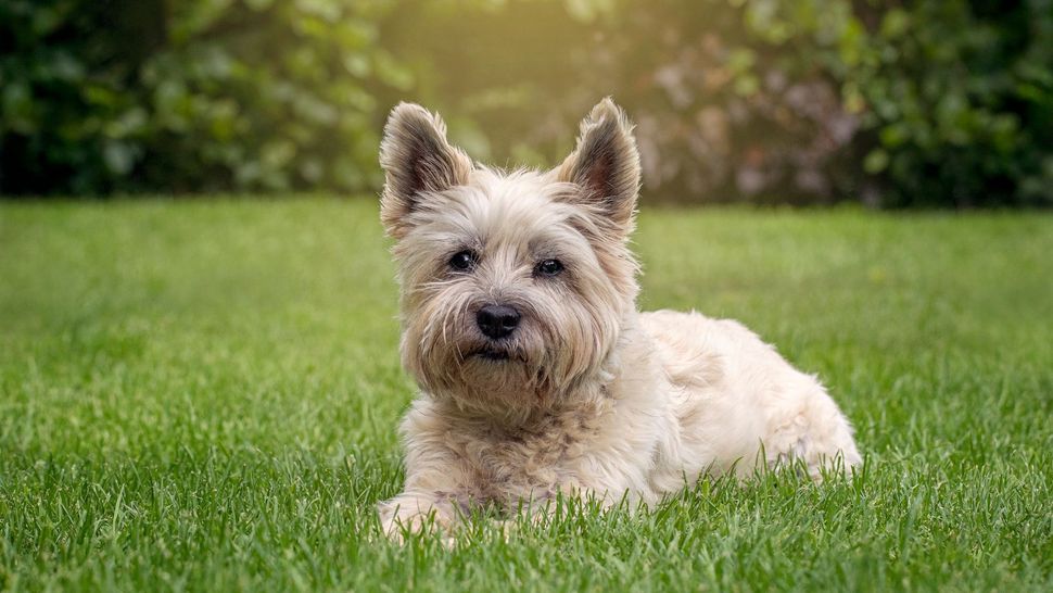 32 of the easiest dog breeds to take care of | PetsRadar
