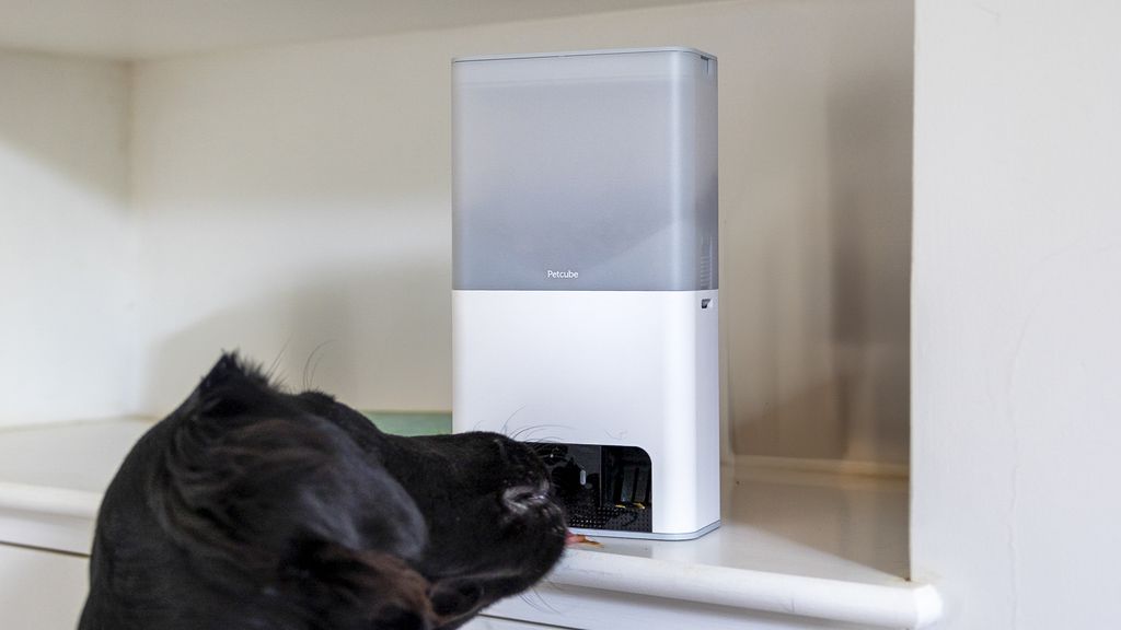 The best pet camera | Digital Camera World
