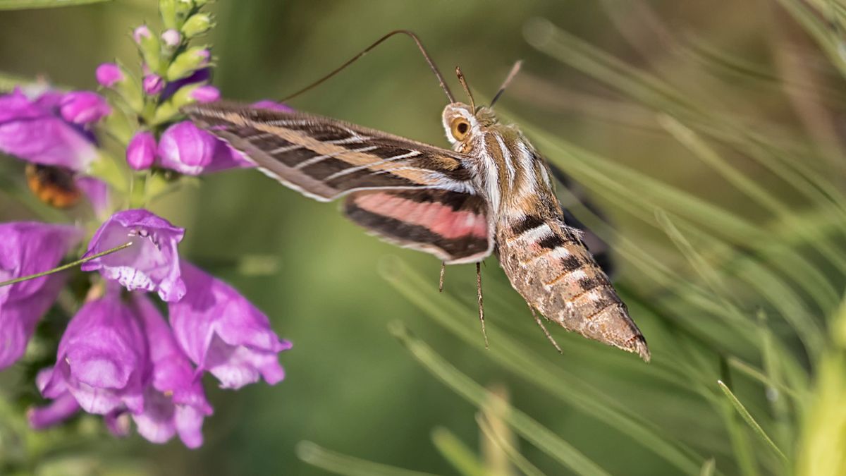 Pinwheel Cave rock art in California may depict hallucinogenic 'trance ...