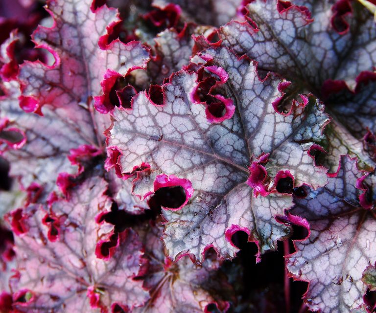 Heuchera varieties: 15 coral bells for foliage and flowers | Homes and ...