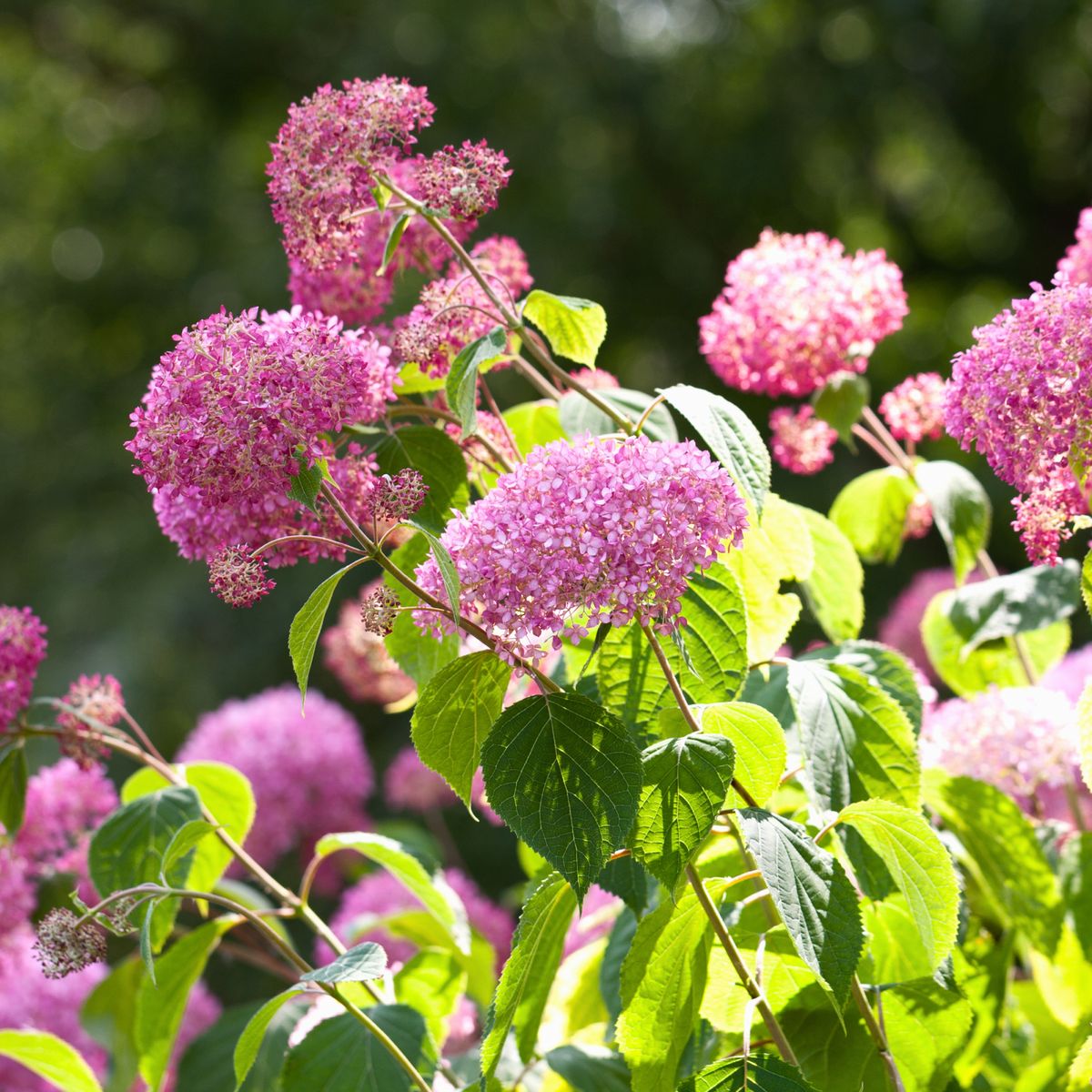 Hydrangeas For Zone 3 Gardens: Caring For Hydrangeas In Cold Climates ...