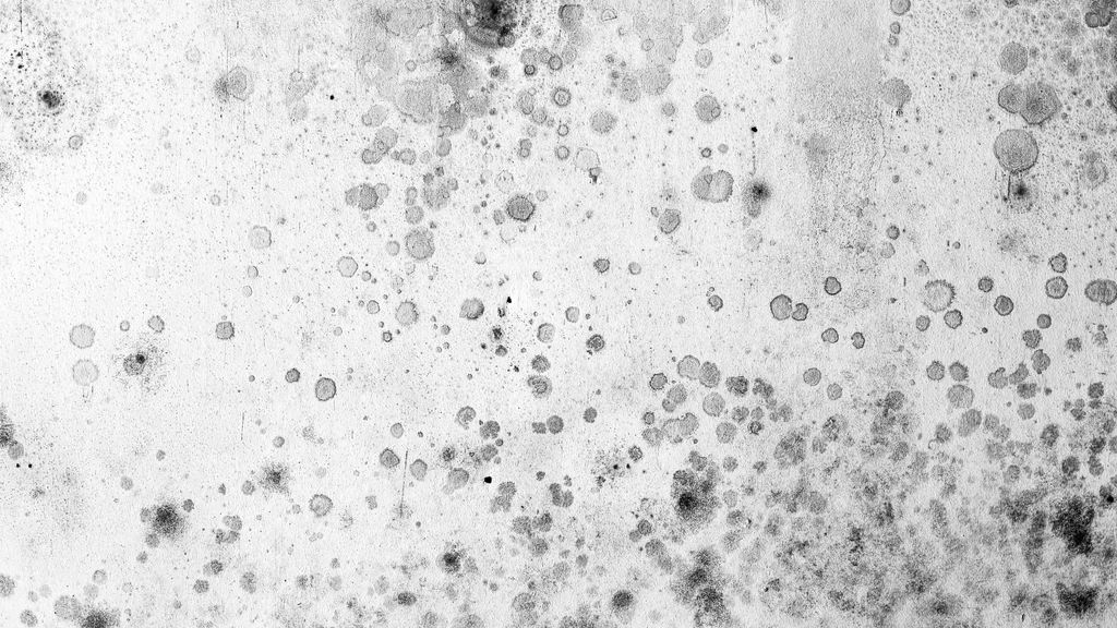 What causes mould on wallpaper and how can you remove it? | Homebuilding