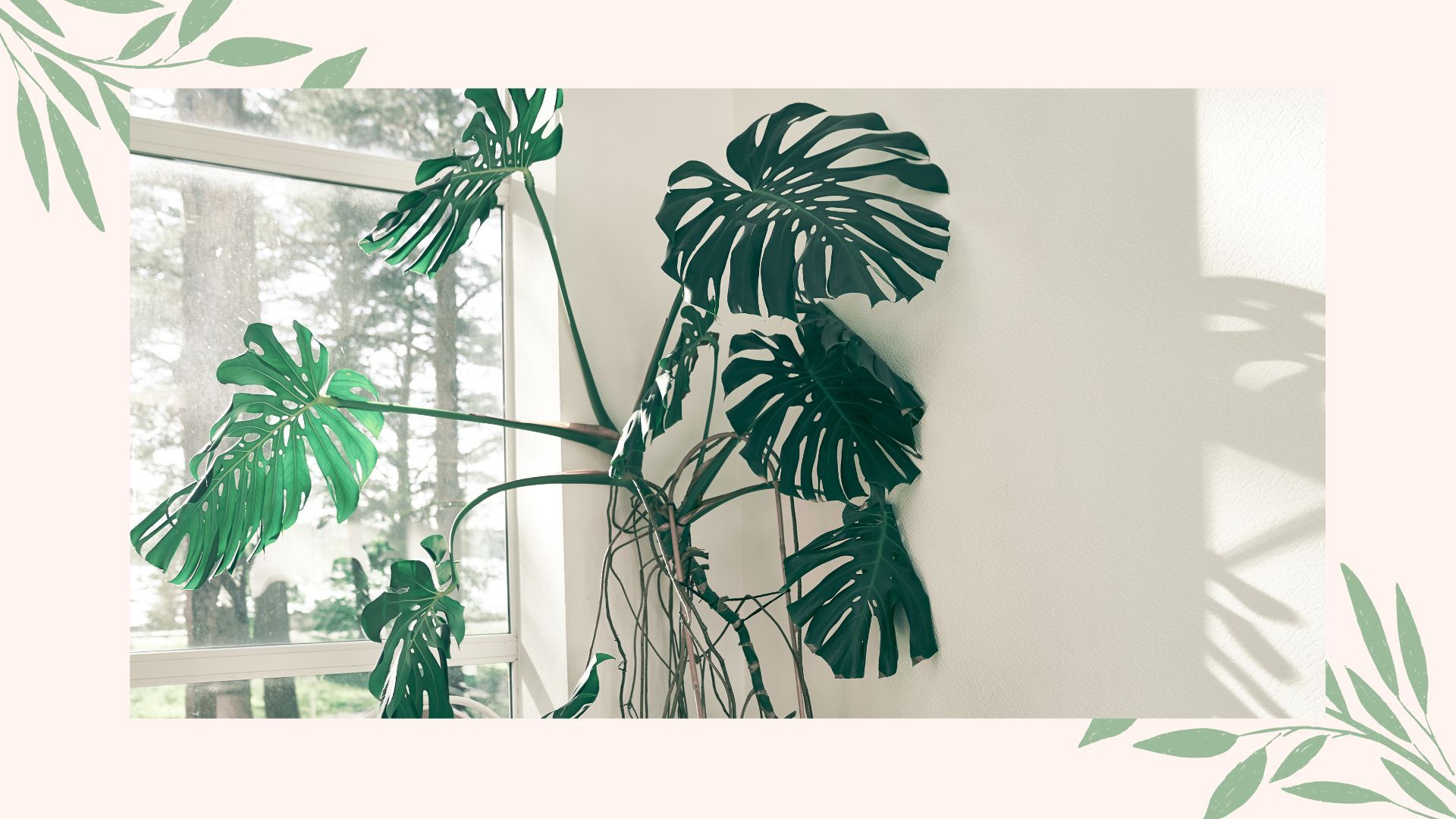 How to support a Monstera plant as it grows: expert advice | Woman & Home