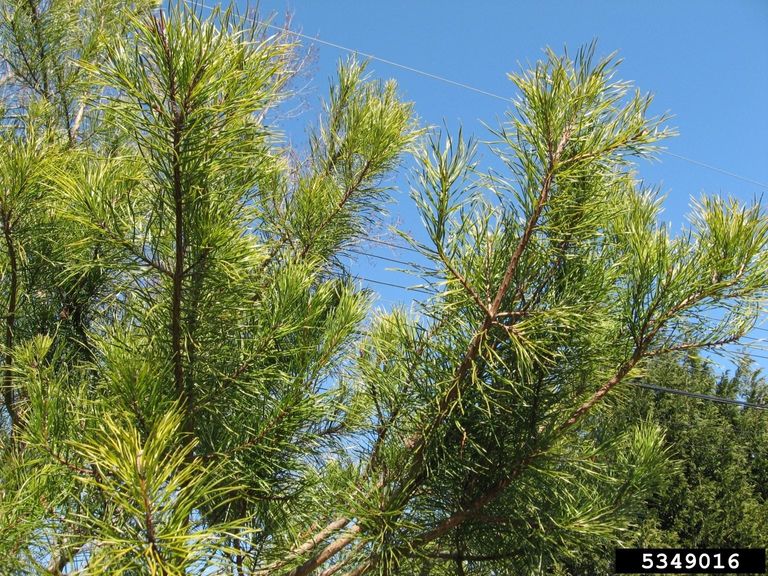 What Is A Virginia Pine Tree: Learn About Virginia Pine Trees In The ...