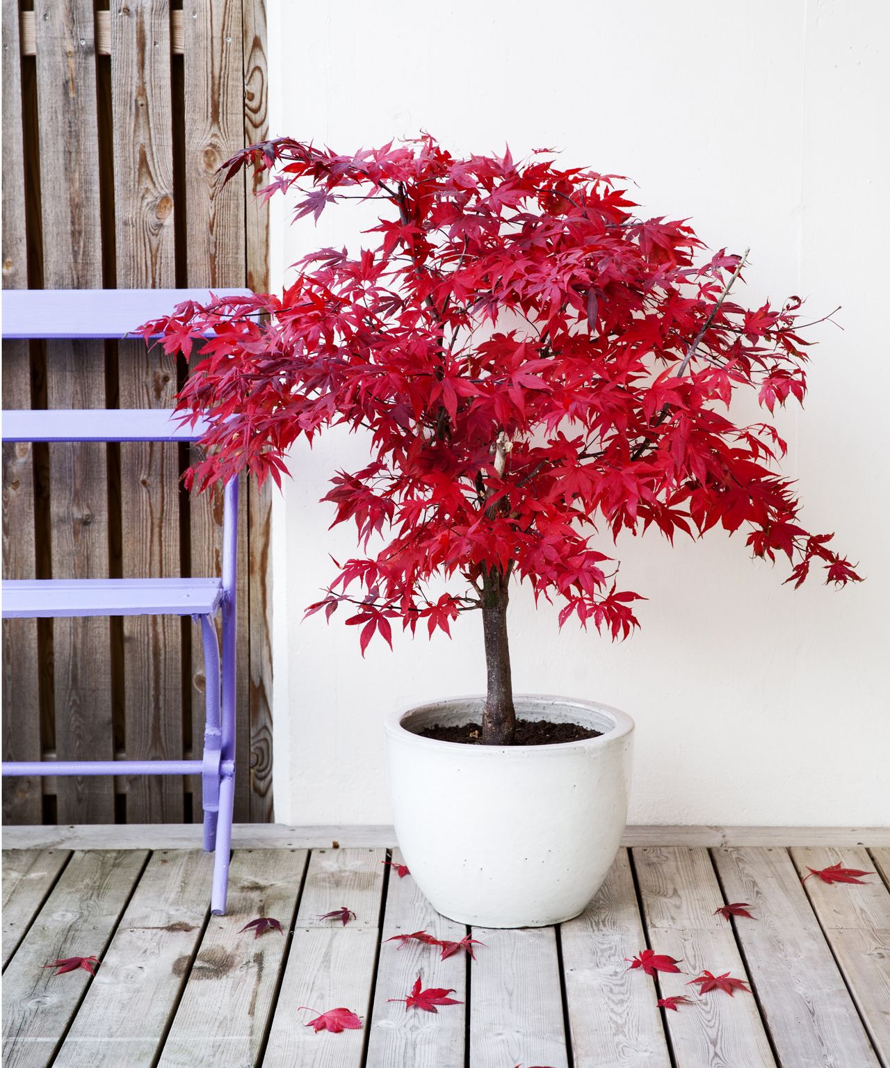 Best low maintenance trees for pots: 5 easy varieties | Homes and Gardens