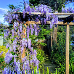 How to train wisteria on walls, pergolas, and garden arches | Ideal Home