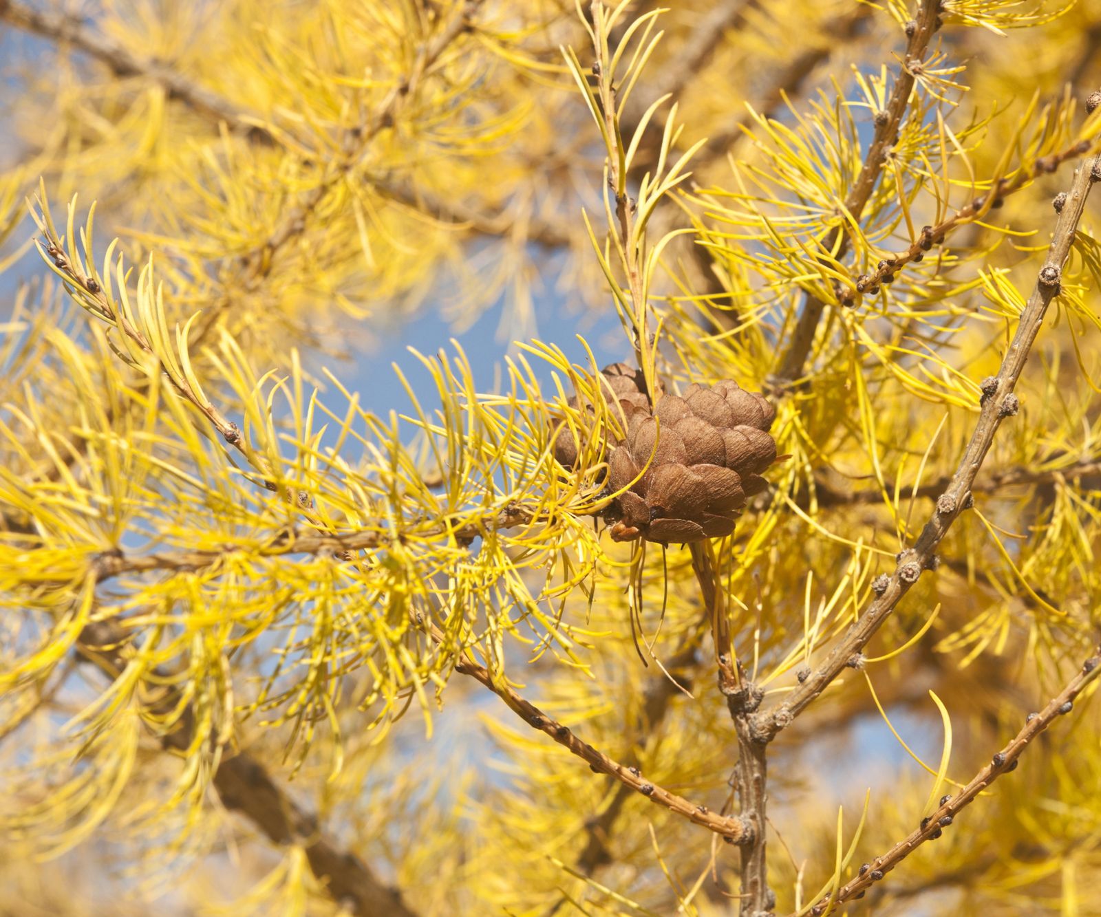 How to grow a tamarack tree: expert advice for colorful conifers ...