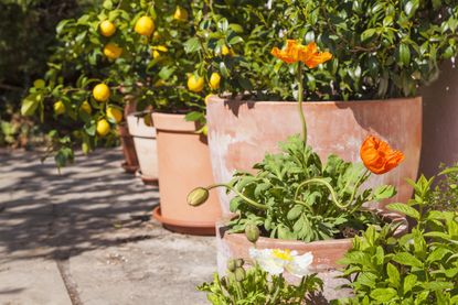 Best fruit trees to grow in pots: our top choices for containers ...