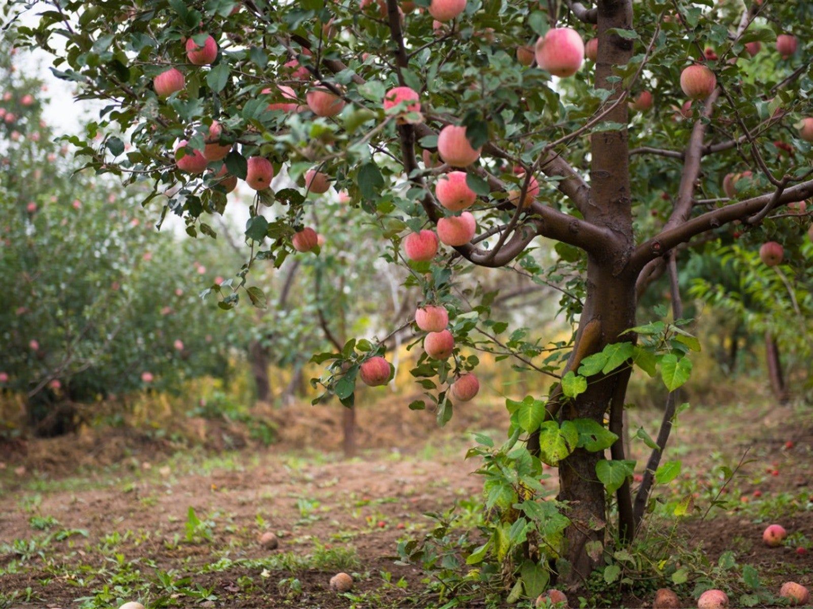 Best Fruit Trees To Grow In Ohio Valley Gardens | Gardening Know How