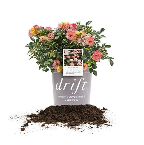 How to grow ground cover roses: for low-growing blooms | Homes and Gardens