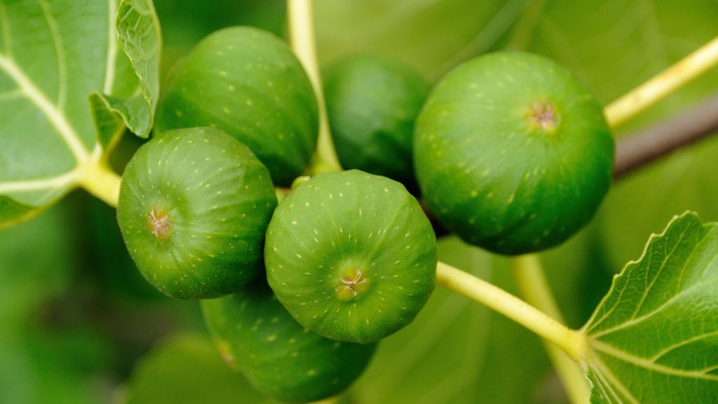 Why covering figs in tinfoil can protect your tree from pests | Homes ...