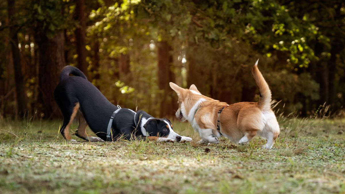 How to read dog body language and understand communication | PetsRadar