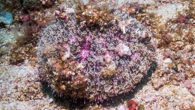 13 of the most venomous sea creatures on Earth | Live Science